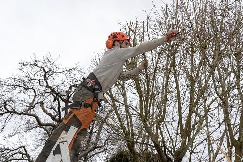 Service Archive - Elite Tree Care
