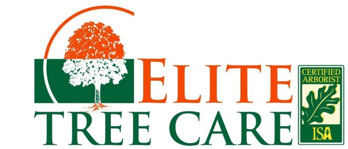 Tree Maintenance & Services | Arborists in Seattle | Elite Tree Care