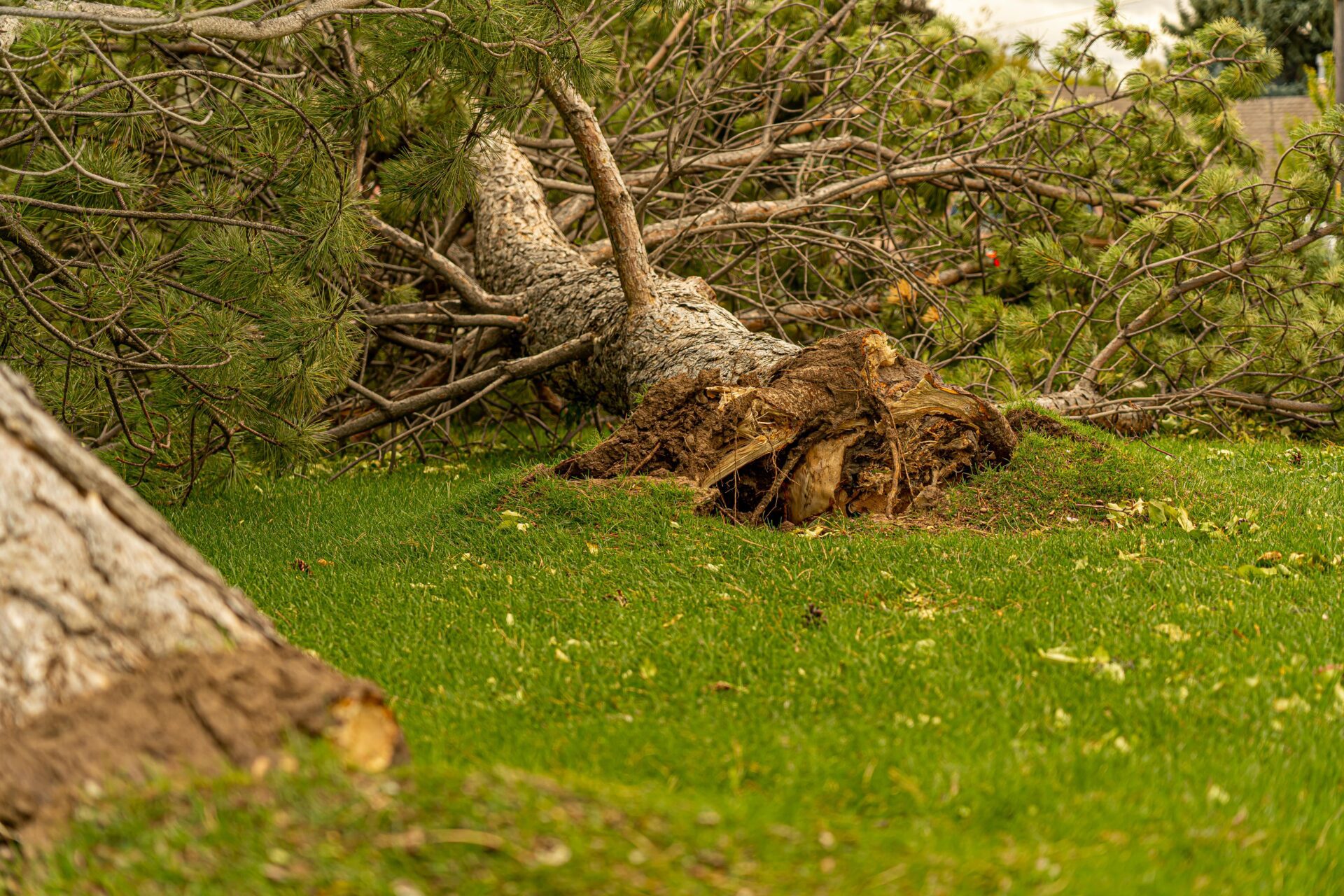 Identifying Trees That Can Cause Problems During Storm Season