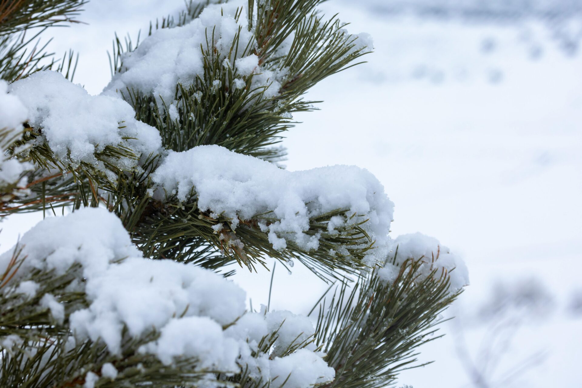 Winter Tree Care Tips | Snohomish County Tree Service Company